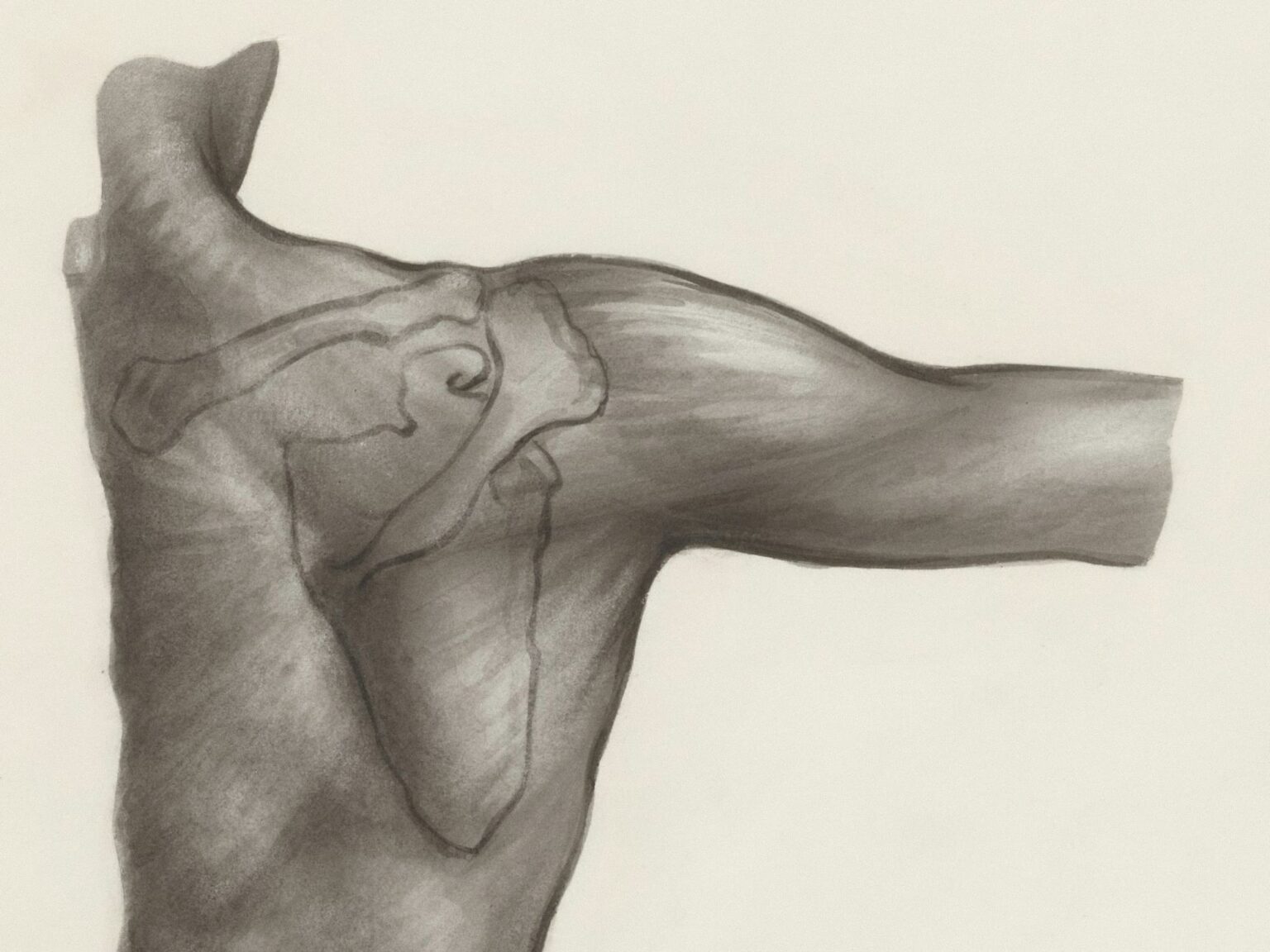 Shoulder impingement and bursitis - Dr. Anton Lambers – Orthopaedic ...